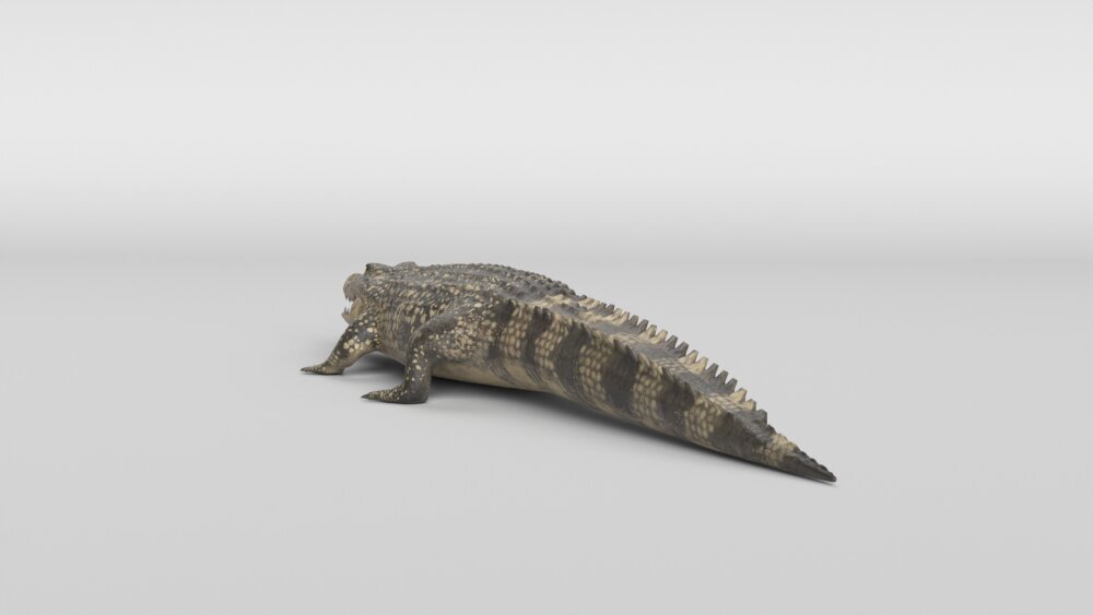 Naturalistic Crocodile Animated 3D model - Download Reptile on 3DModels.org