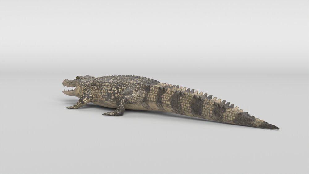 Naturalistic Crocodile Animated 3D model - Download Reptile on 3DModels.org