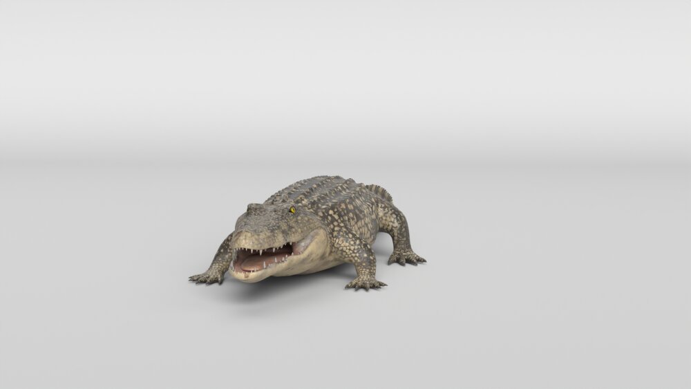 Naturalistic Crocodile Animated 3D model - Download Reptile on 3DModels.org
