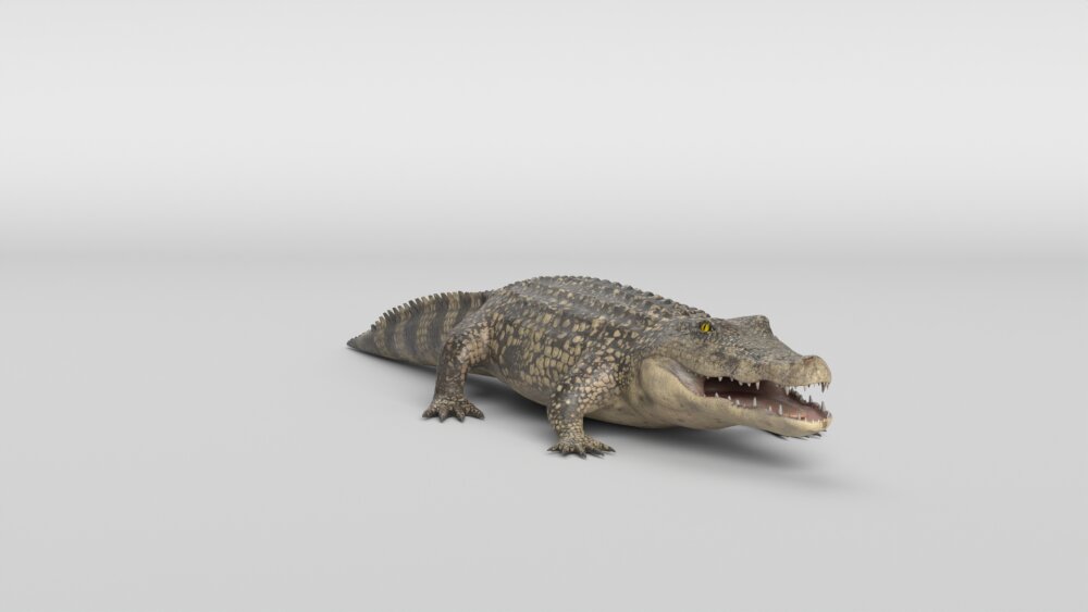 Naturalistic Crocodile Animated 3D model - Download Reptile on 3DModels.org