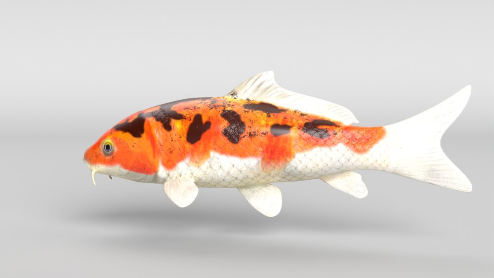 Koi Fish 3D model - Download Fish on 3DModels.org