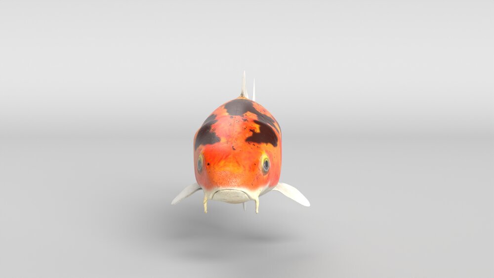 Koi Fish 3D model - Download Fish on 3DModels.org