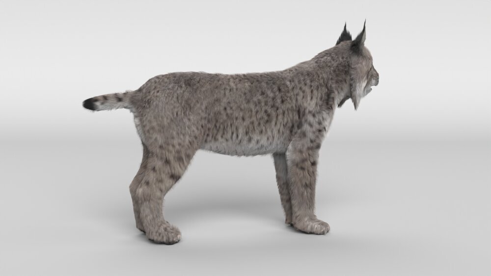 Lynx Cat 3D model - Download Mammals on 3DModels.org