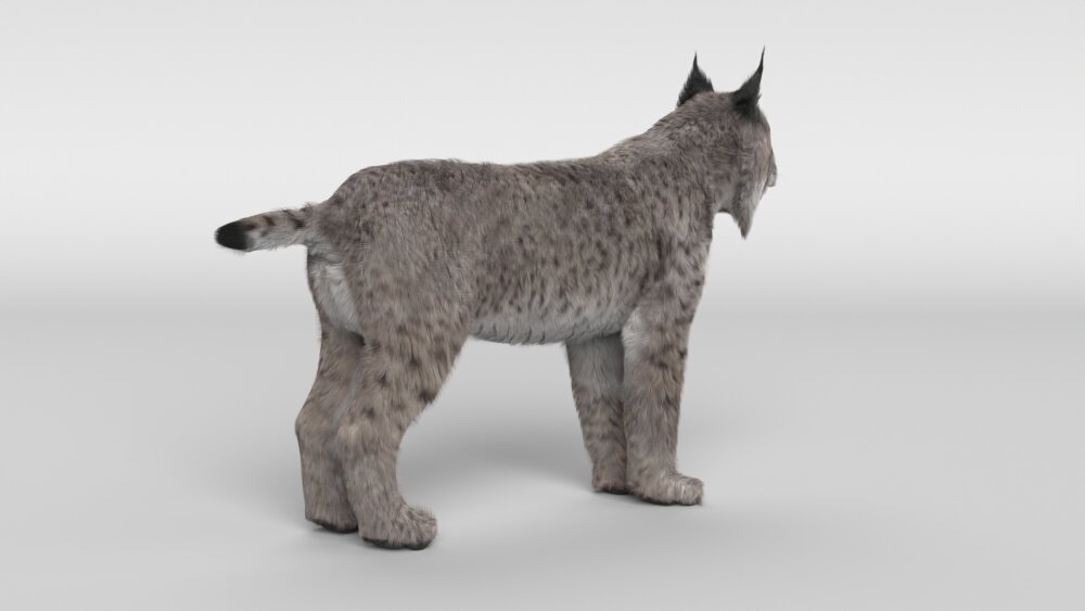 Lynx Cat 3D model - Download Mammals on 3DModels.org