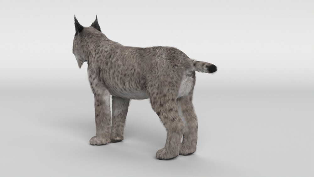 Lynx Cat 3D model - Download Mammals on 3DModels.org