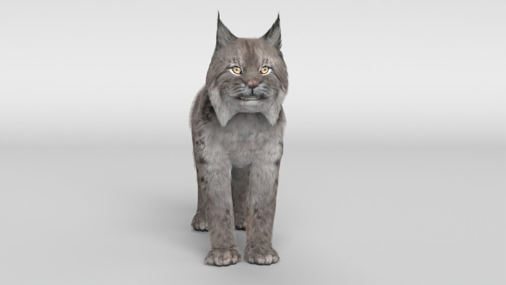 Lynx Cat 3D model - Download Mammals on 3DModels.org