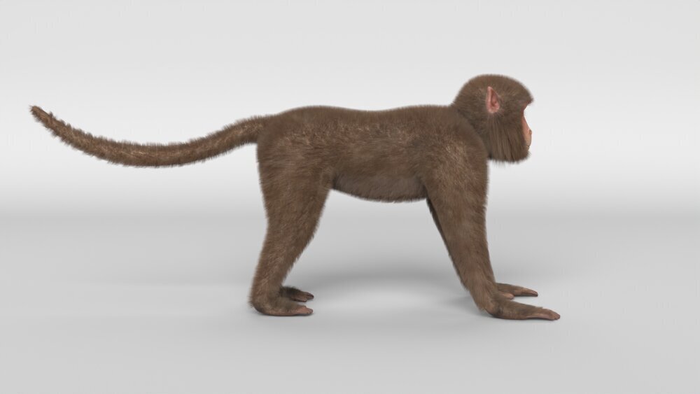 Small Monkey with Fur 3D model - Download Mammals on 3DModels.org