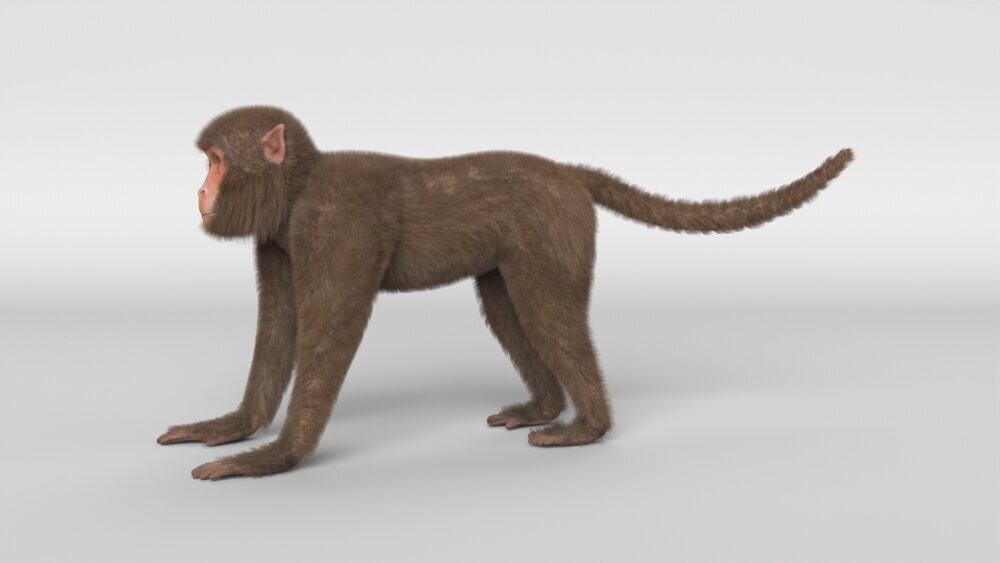 Small Monkey with Fur 3D model - Download Mammals on 3DModels.org