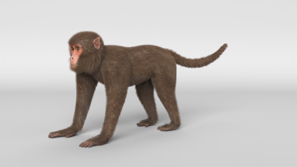 Small Monkey with Fur 3D model - Download Mammals on 3DModels.org