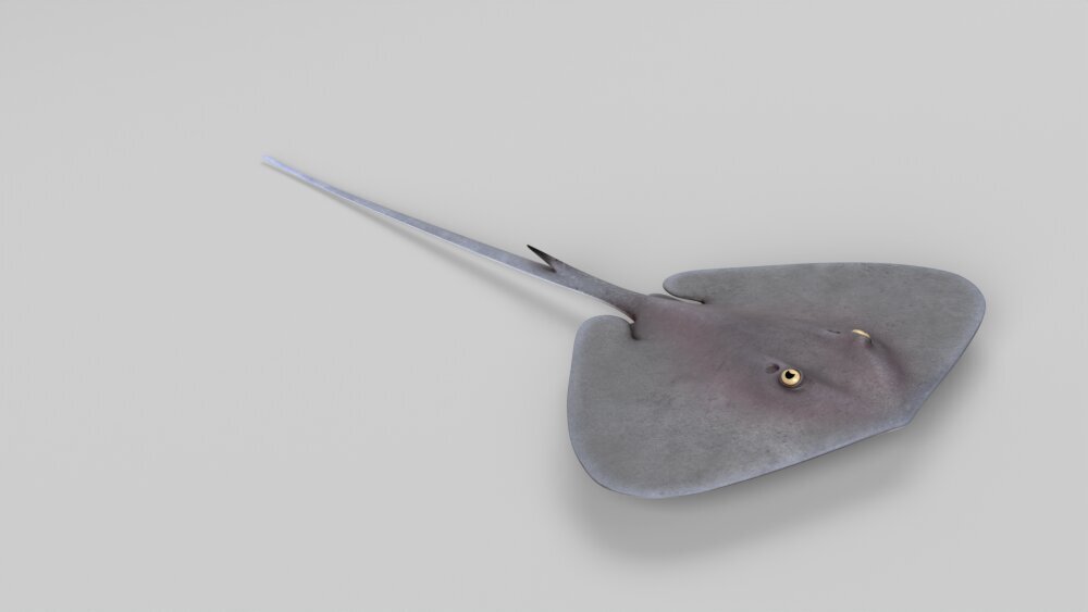Stingray 3D model - Download Fish on 3DModels.org