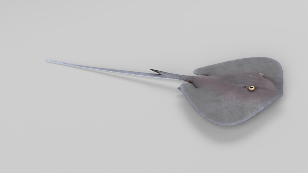 Stingray 3D model - Download Fish on 3DModels.org