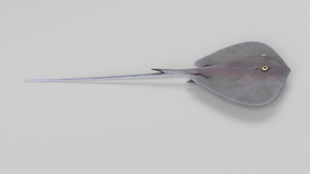 Stingray 3D model - Download Fish on 3DModels.org