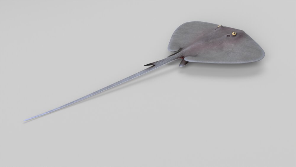 Stingray 3D model - Download Fish on 3DModels.org