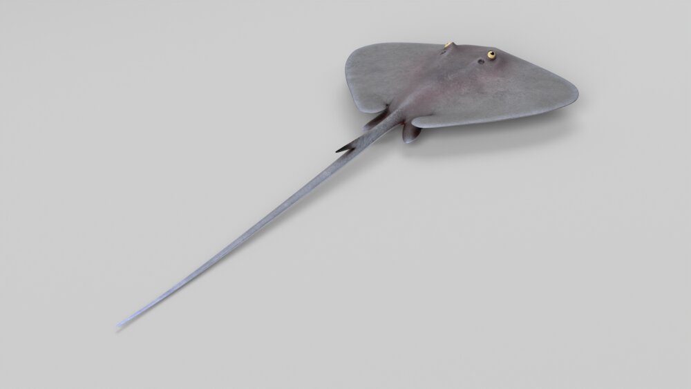Stingray 3D model - Download Fish on 3DModels.org