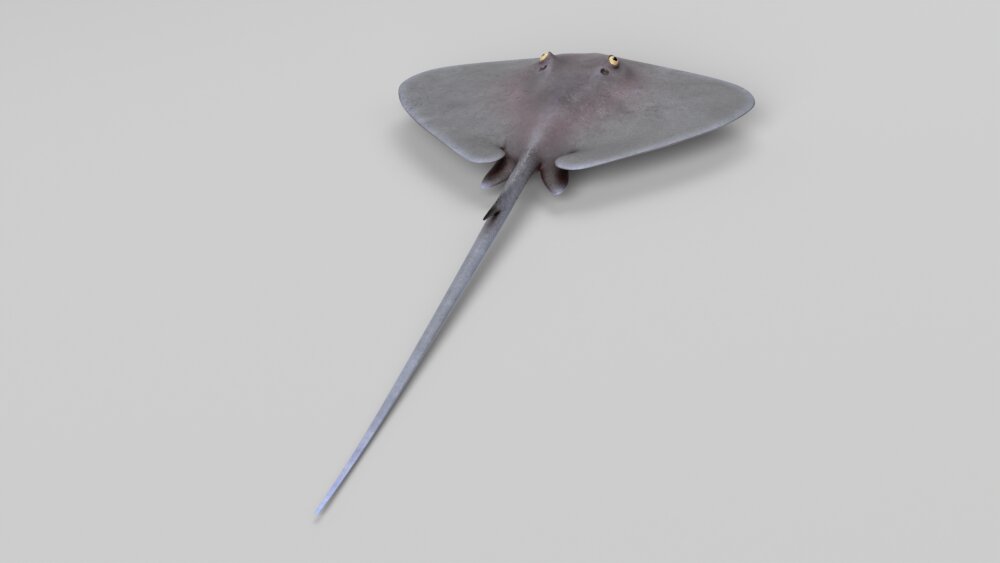 Stingray 3D model - Download Fish on 3DModels.org