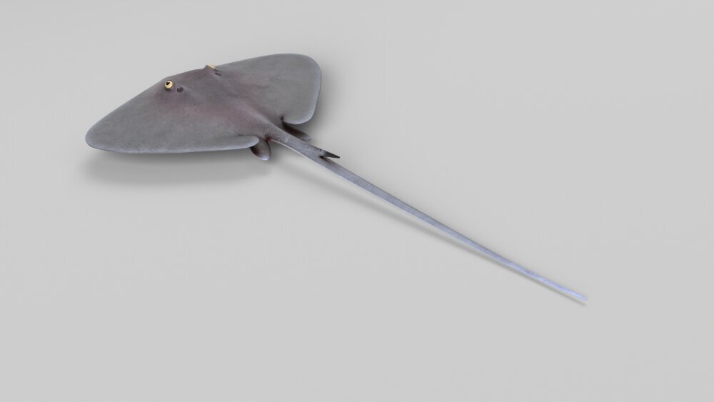 Stingray 3D model - Download Fish on 3DModels.org