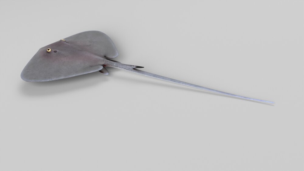 Stingray 3D model - Download Fish on 3DModels.org