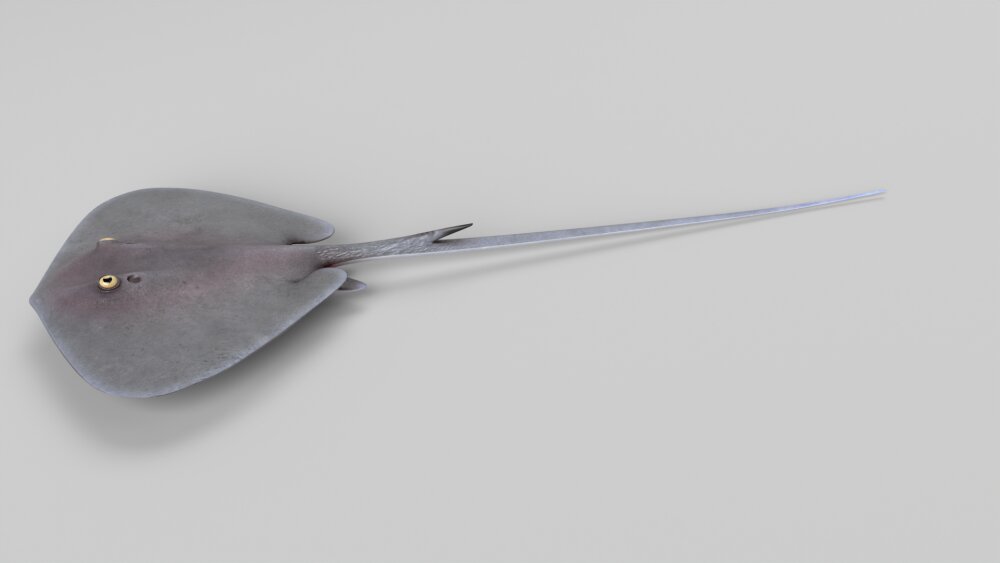 Stingray 3D model - Download Fish on 3DModels.org