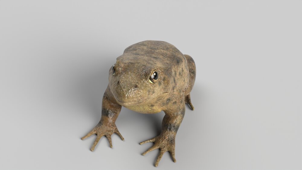 Sapo Rana Modelo 3D - Descargar Amphibia on 3DModels.org