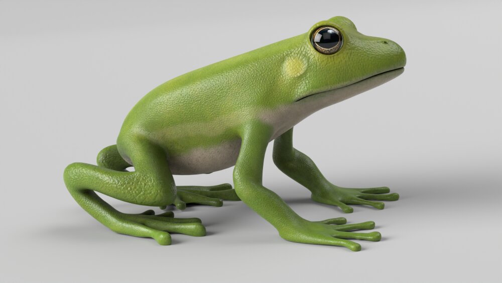 动画绿色树蛙 3D模型 - 下载 两栖动物 on 3DModels.org