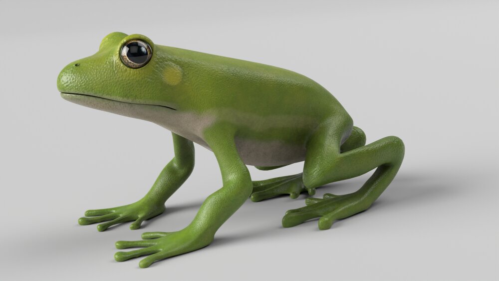 Tree Frog Green Animated 3D model - Download Amphibians on 3DModels.org
