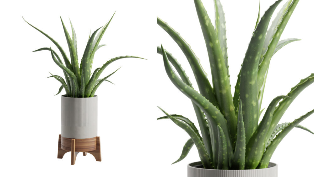 Aloe Vera Potted Stand 3D model - Download Houseplants on 3DModels.org