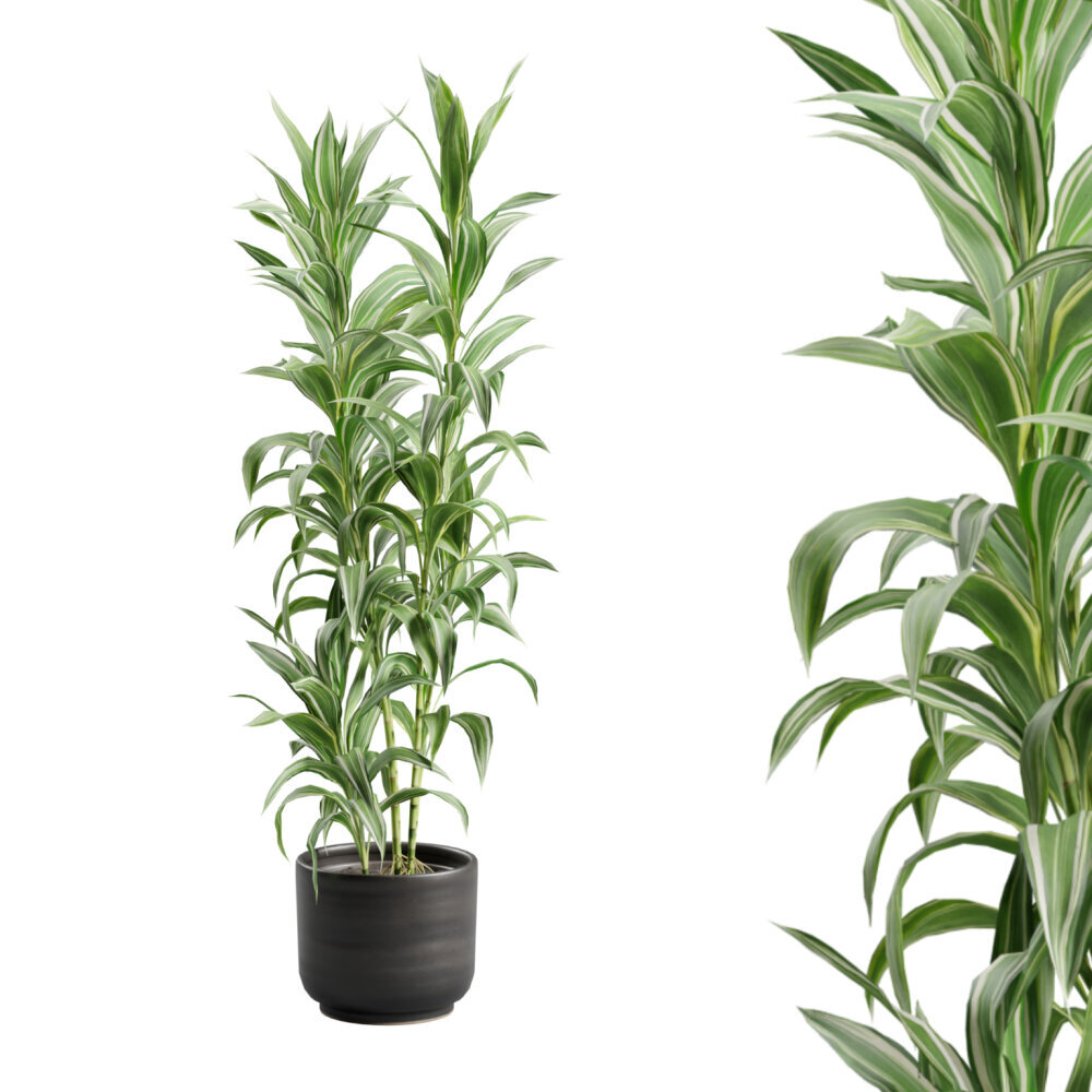 Dracaena Sanderiana Variegada en Maceta Oscura Modelo 3D - Descargar ...