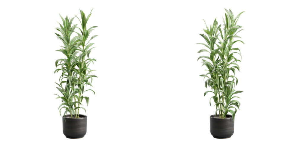 Dracaena Sanderiana Variegada en Maceta Oscura Modelo 3D - Descargar ...
