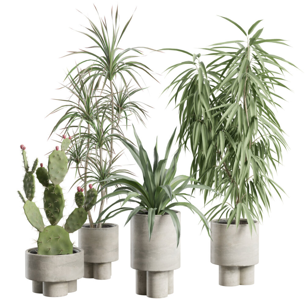 Ensemble Des Plantes Intérieures Avec Cactus Ficus Dracaena Rhodea ...