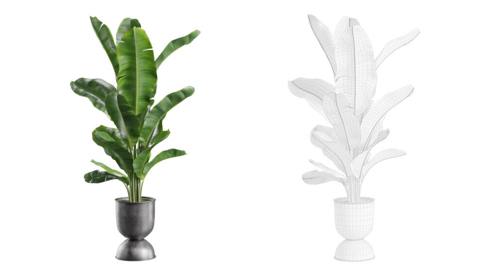 Conjunto de Plantas de Interior com Oliveira Palmeira Leque Ave do ...