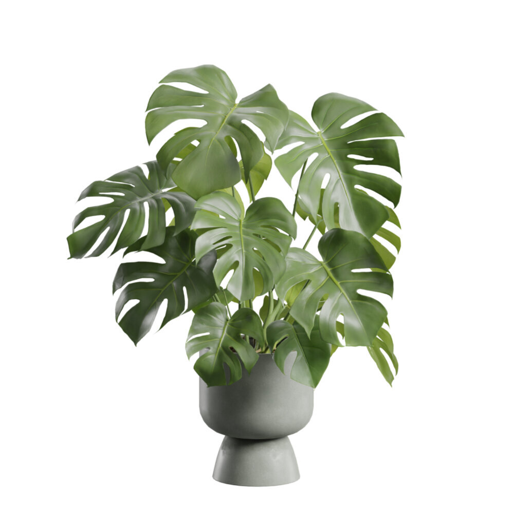 Indoor Plants Pack. Monstera Raphis Pachira Chamaedorea 3D model ...