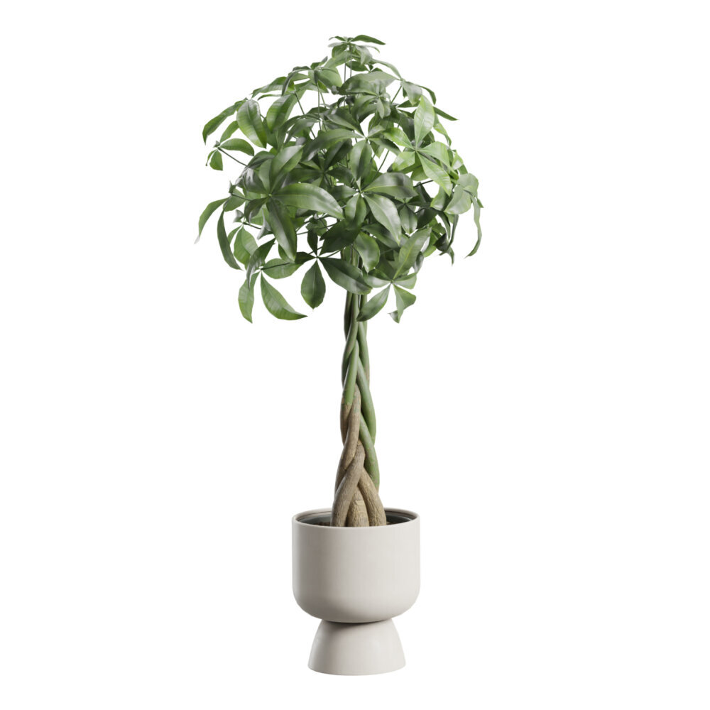 Indoor Plants Pack. Monstera Raphis Pachira Chamaedorea 3D model ...
