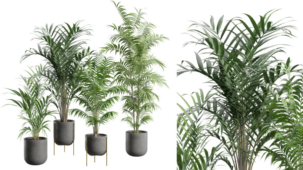 Palm Plants Pack 3D model - Download Houseplants on 3DModels.org