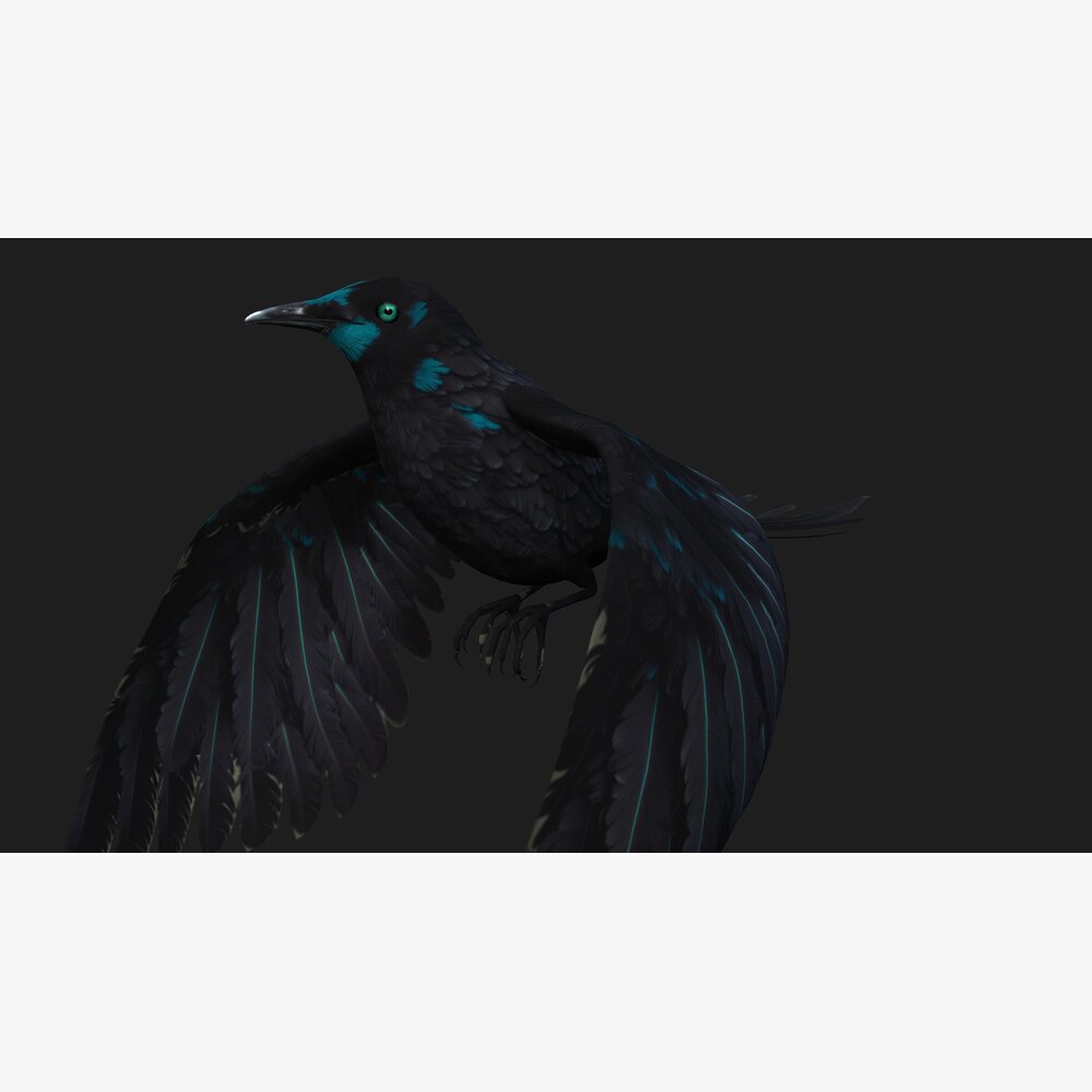 Raven A2 3D model - Download Birds on 3DModels.org
