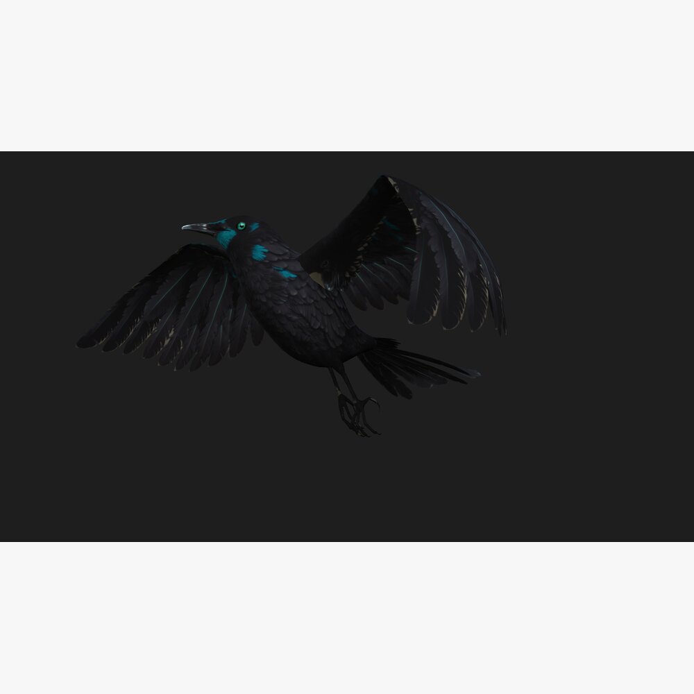 Raven A2 3D model - Download Birds on 3DModels.org