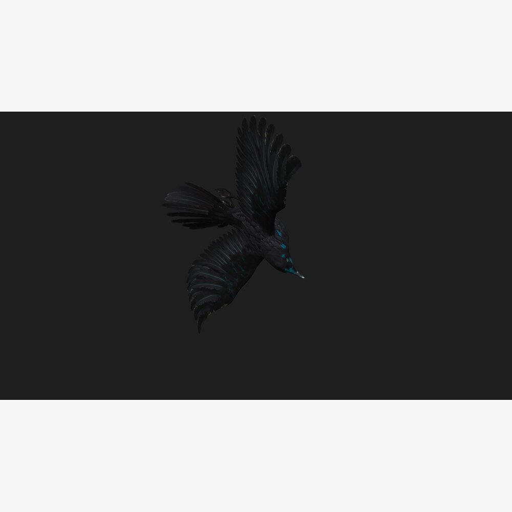 Raven A2 3D model - Download Birds on 3DModels.org