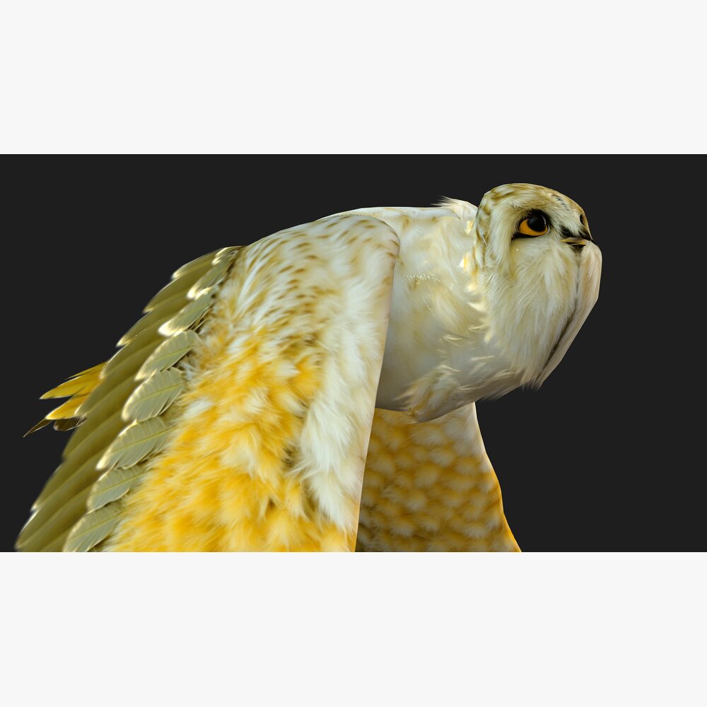 Owl Bird A4 3D model - Download Birds on 3DModels.org