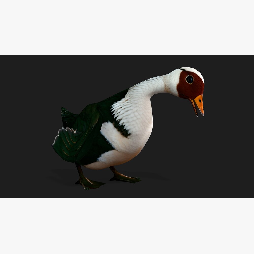 Duck A4 3D model - Download Birds on 3DModels.org