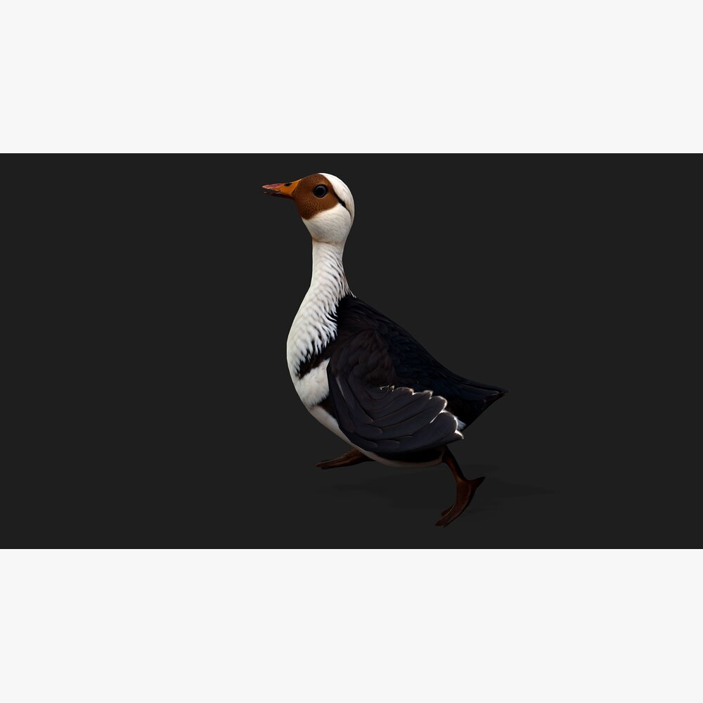 Duck A5 3D model - Download Birds on 3DModels.org