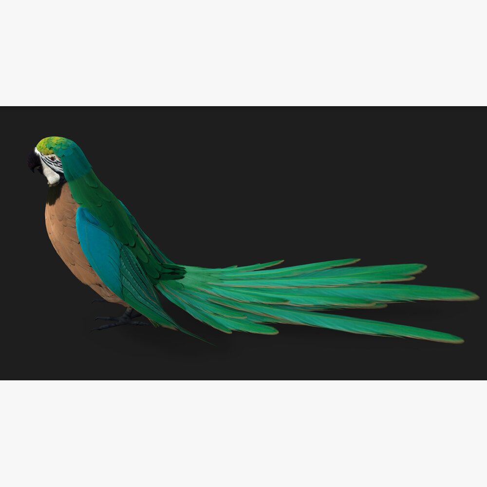 Loro Vibrante A5 Modelo 3D - Descargar Aves on 3DModels.org