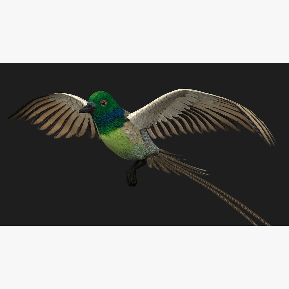 Pheasant Bird B3 3D model - Download Birds on 3DModels.org