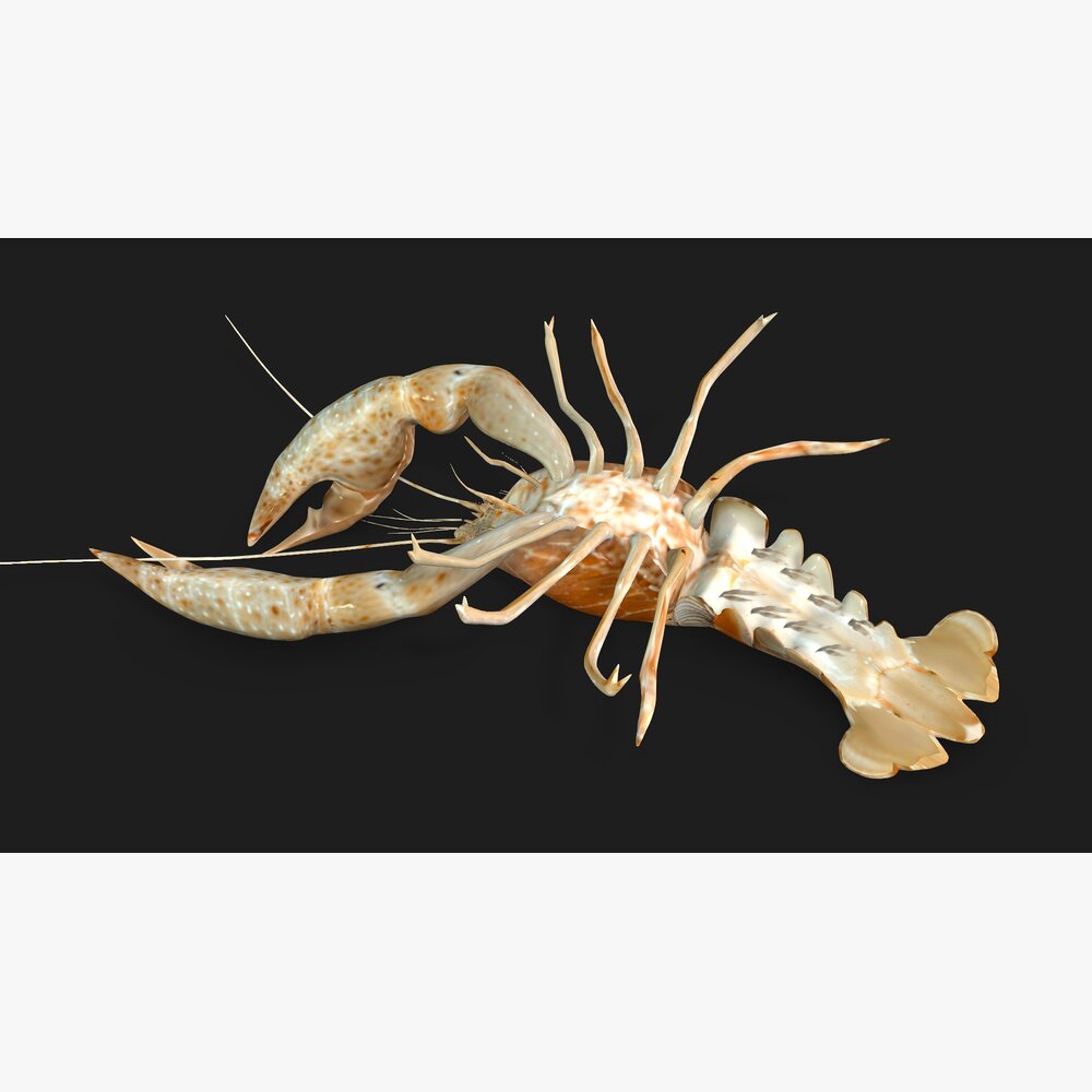 Lobster A2 3D model - Download Arthropod on 3DModels.org
