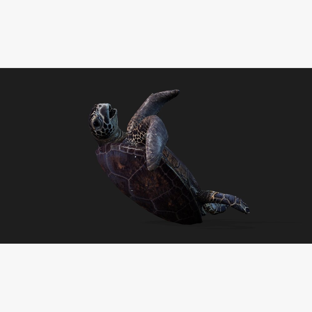 Turtle A3 3D model - Download Reptile on 3DModels.org