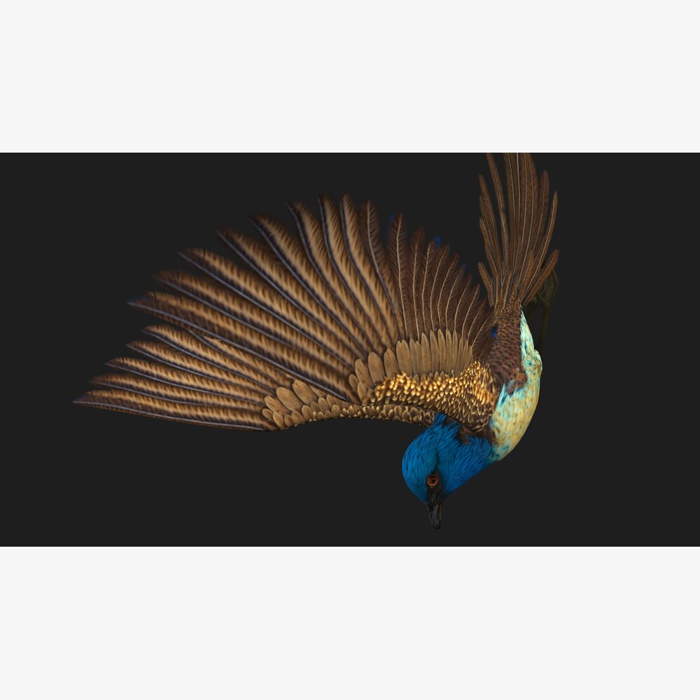 Pheasant Bird B1 3D model - Download Birds on 3DModels.org