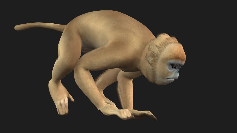 Monkey A2 3D model - Download Mammals on 3DModels.org