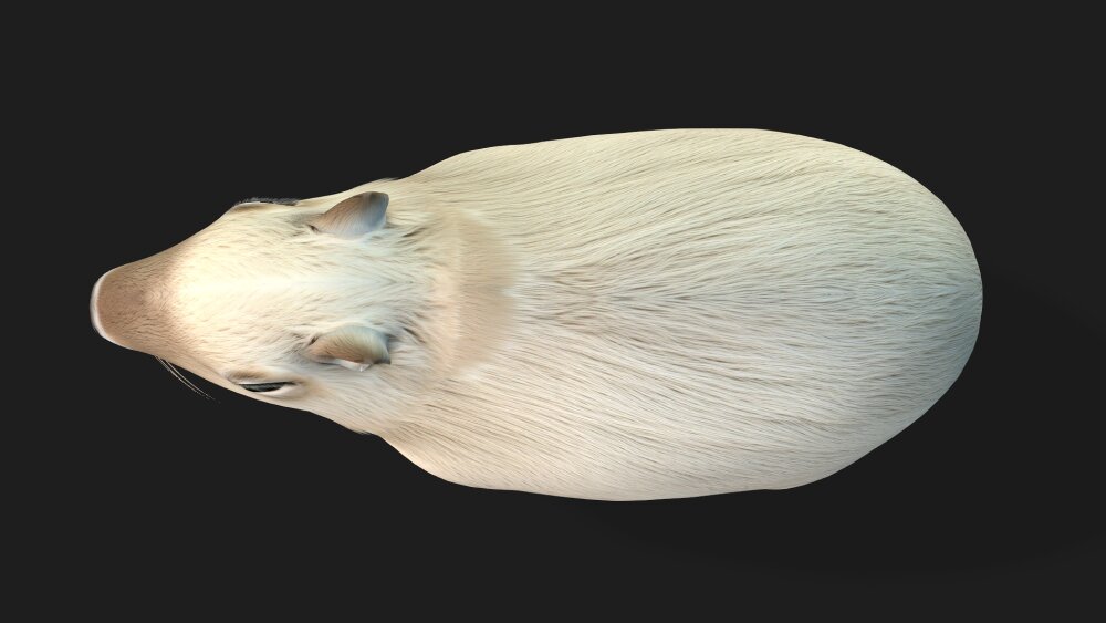 Capibara A2 Modelo 3D - Descargar Mammalia on 3DModels.org