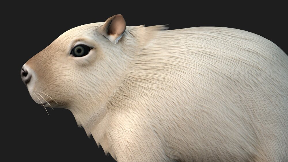 Capibara A2 Modelo 3D - Descargar Mammalia on 3DModels.org