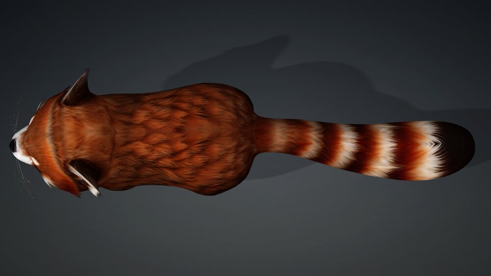 Red Panda A2 3D model - Download Mammals on 3DModels.org