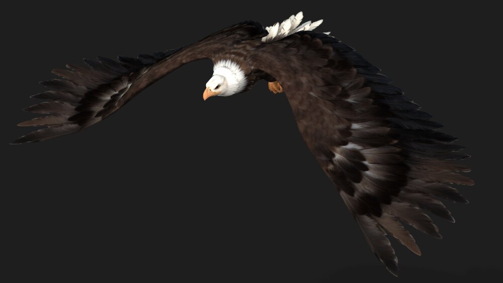 Eagle B2 Modelo 3D - Descargar Aves on 3DModels.org