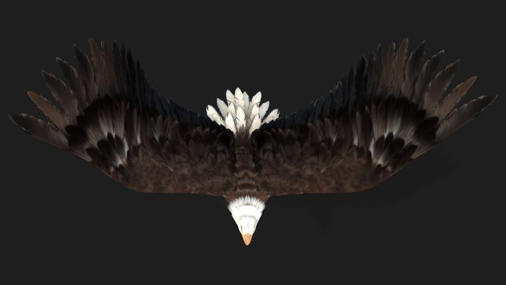 Eagle B2 Modelo 3D - Descargar Aves on 3DModels.org